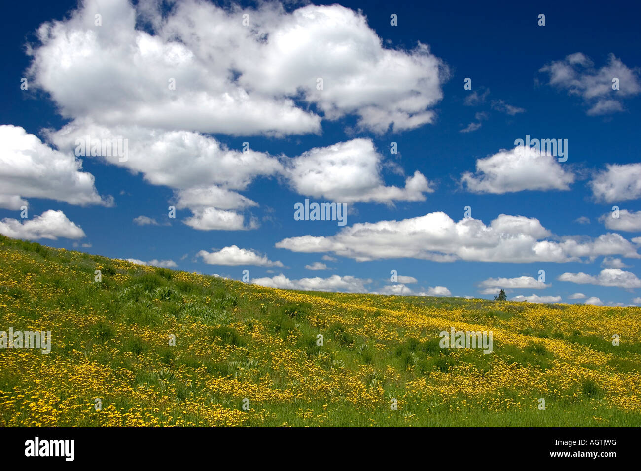 Hillside of wildflowers hi-res stock photography and images - Alamy