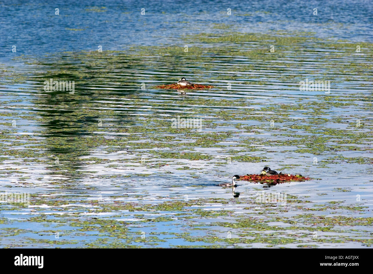Western Grebe birds nesting on Cave Lake Idaho Stock Photo - Alamy
