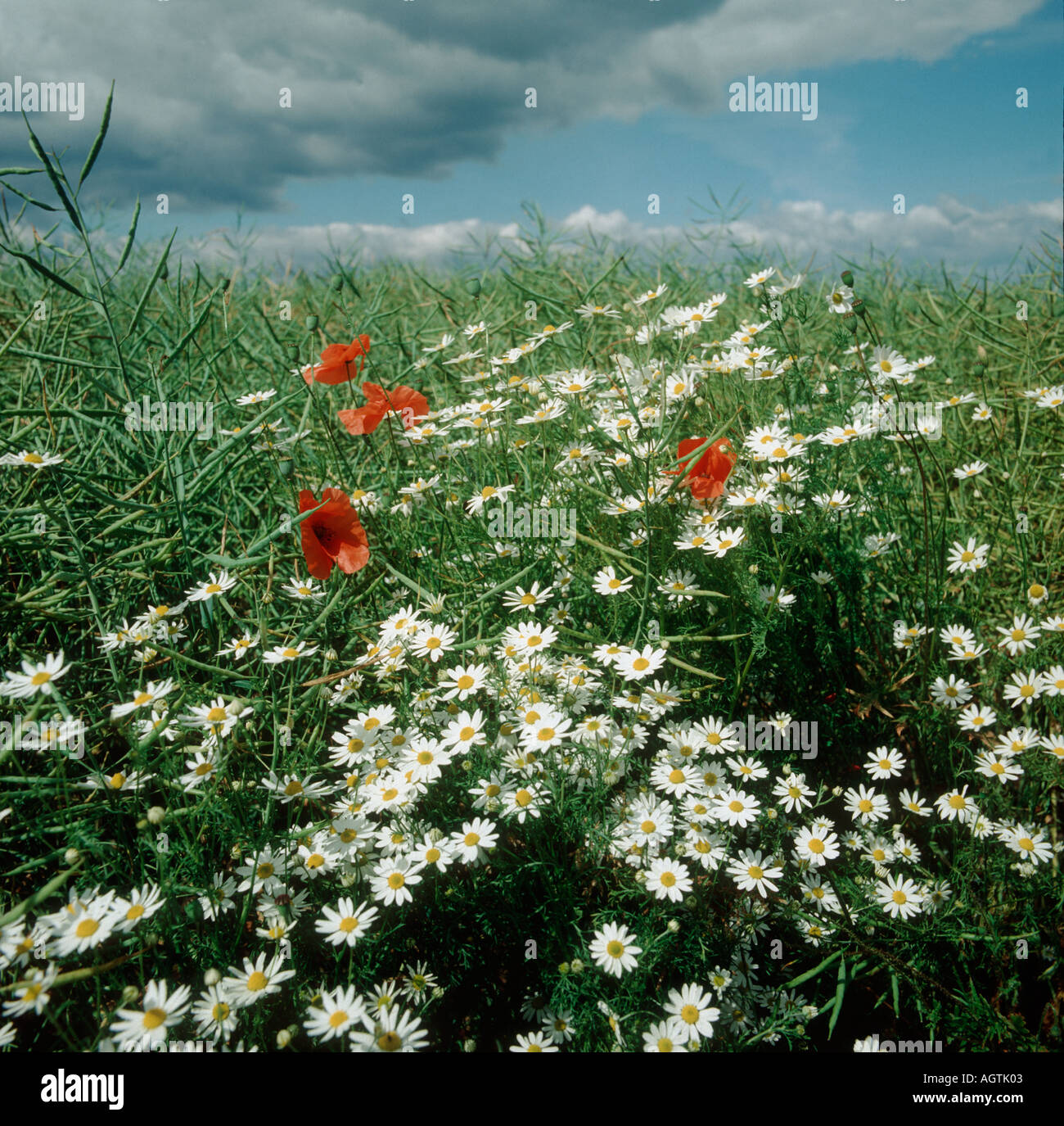 Scentless mayweed Matricaria perforata corn poppy Papaver rhoeas in ...