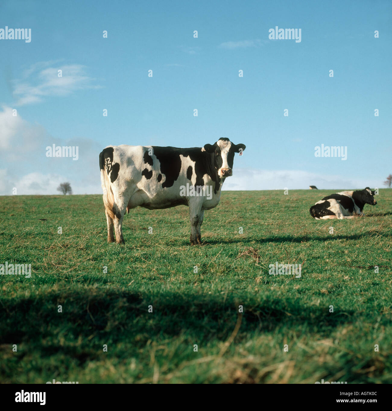 Holstein Friesian cow on downland pasture Stock Photo - Alamy