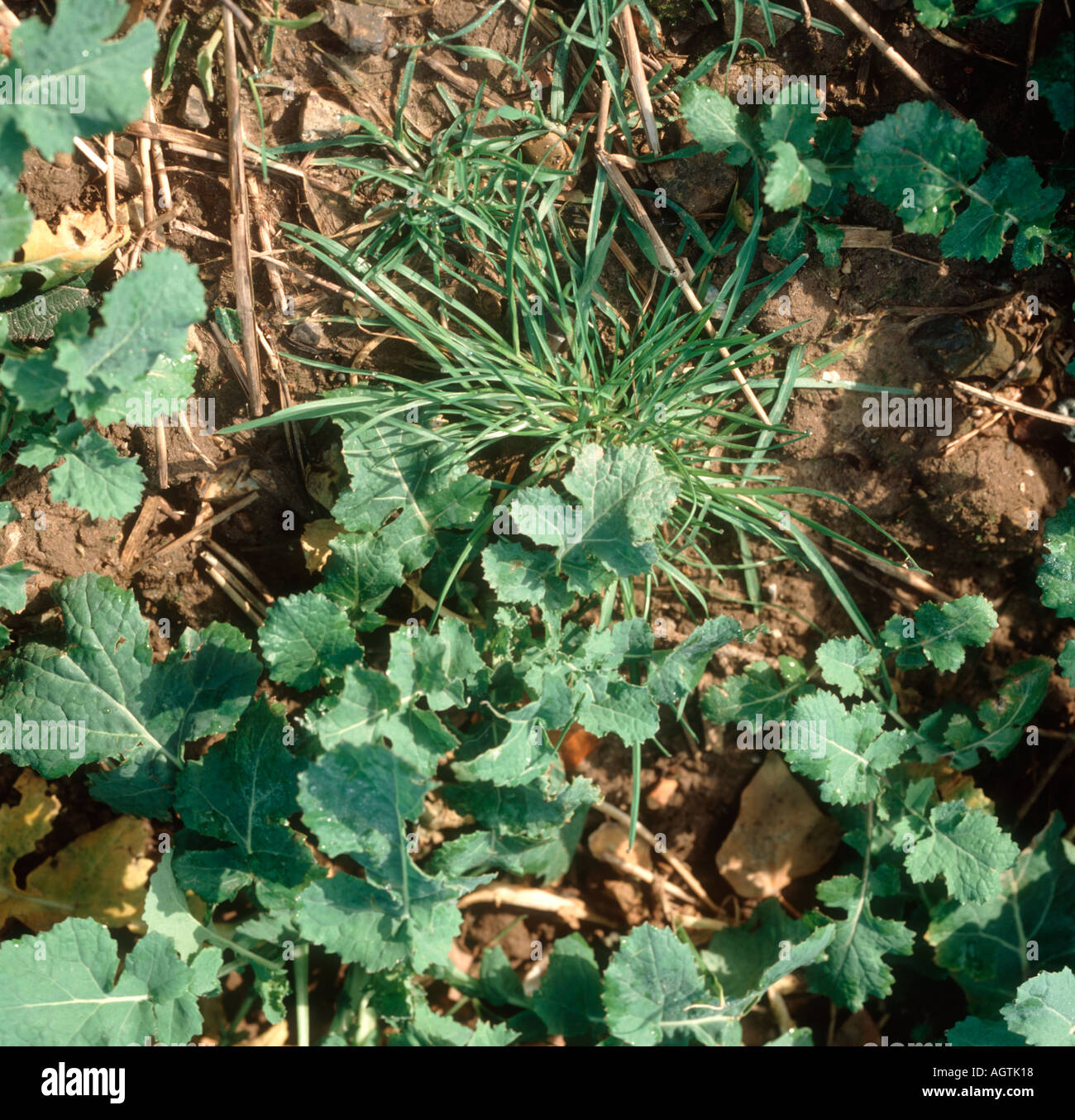 Blackgrass Alopecurus myosuroides a young weed plant in oilseed rape ...