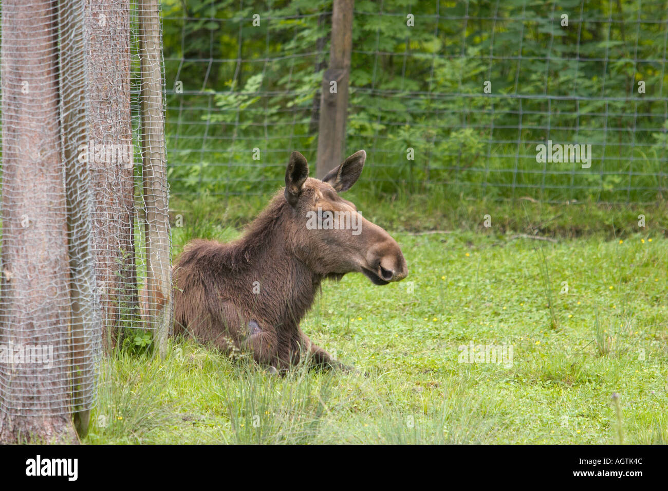A moose (Alces alces) resting on the ground at Cumberland Wildlife Park ...