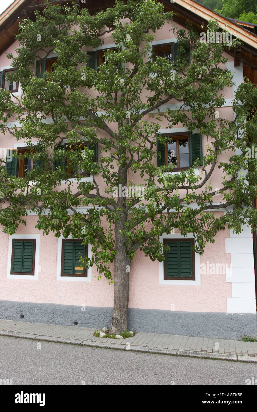 An unusual flat shaped tree growing close to the house wall in ...