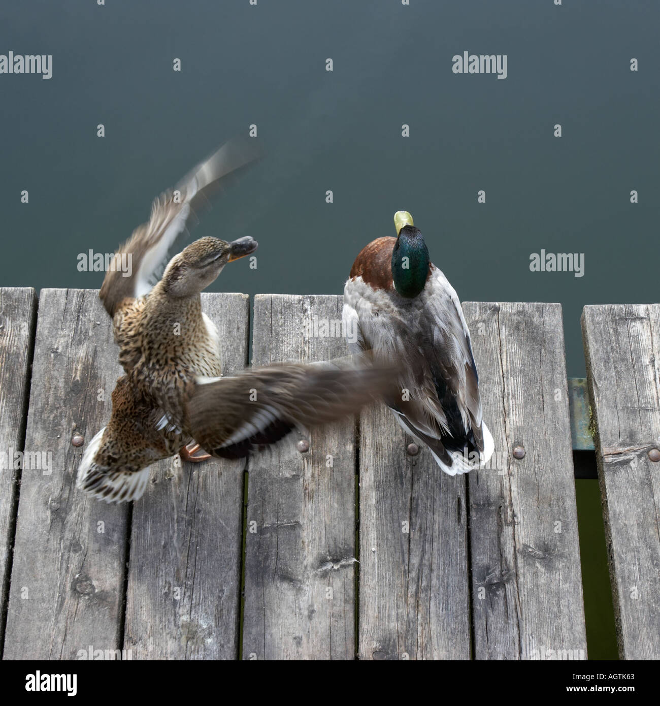 Ducks on lake pier. Hallstatt, Salzkammergut, Austria Stock Photo - Alamy