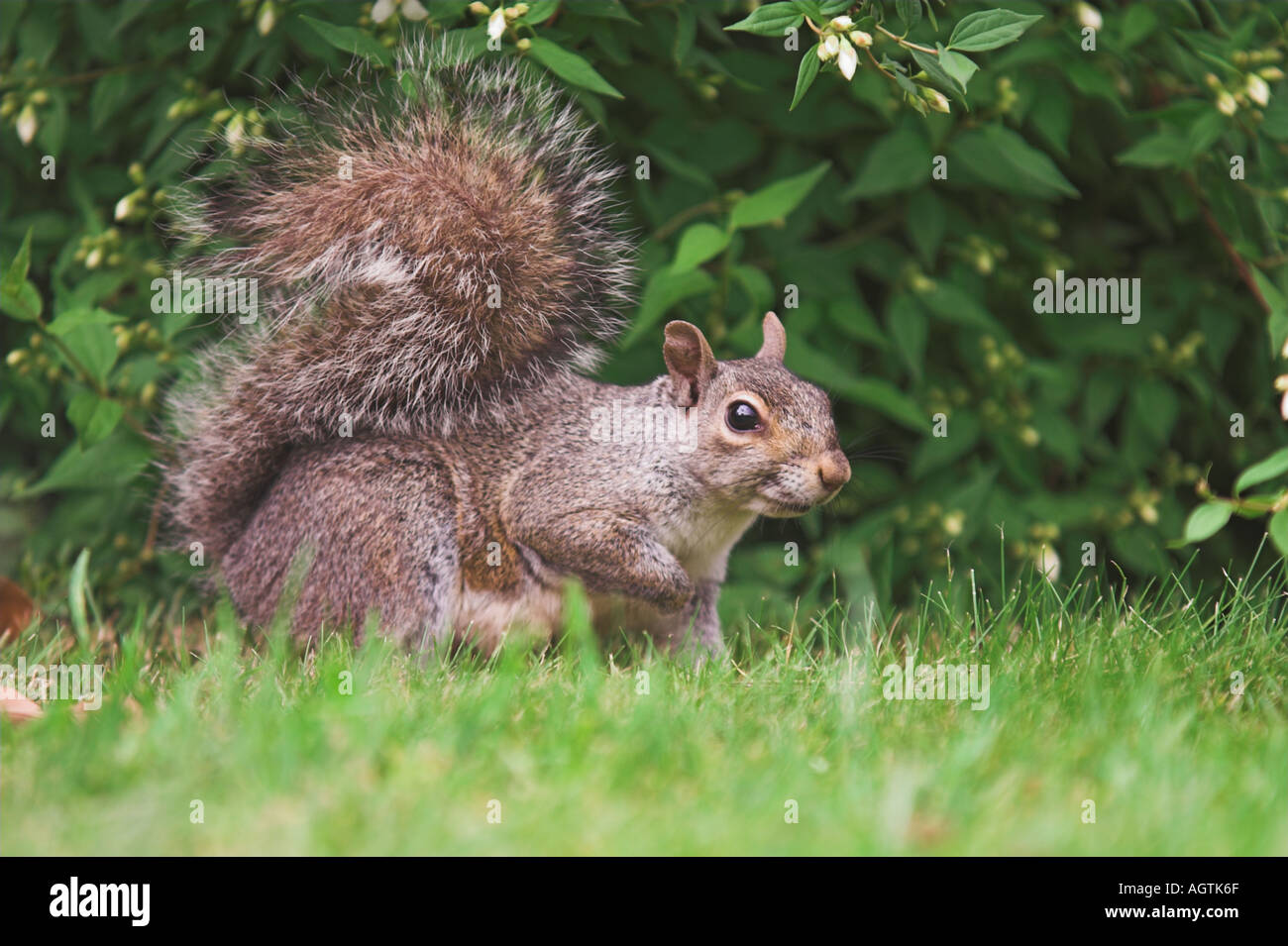 Squirrel looking right Stock Photo - Alamy