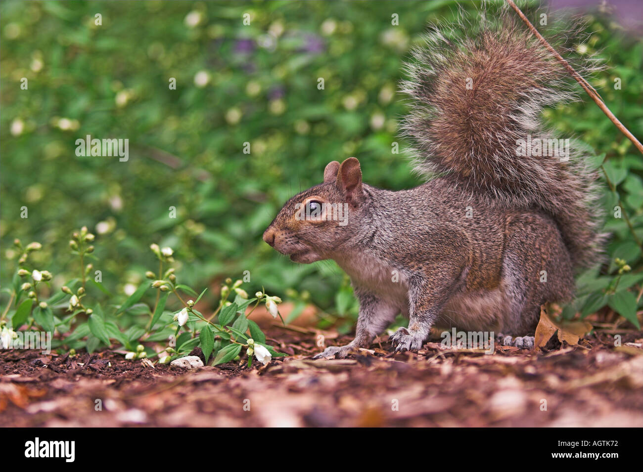 Squirrel looking left Stock Photo - Alamy