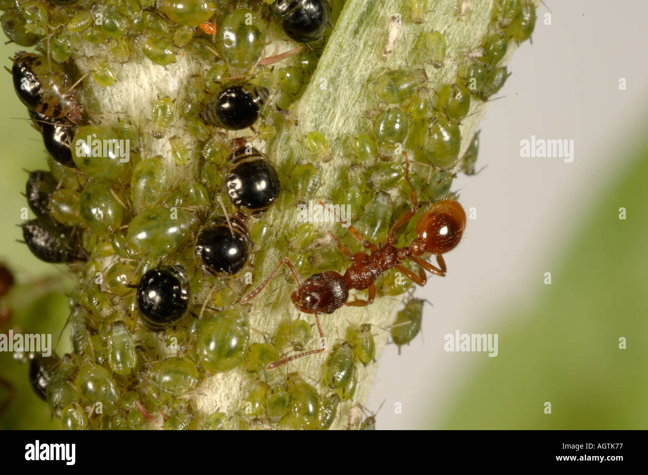 Attending ants hi-res stock photography and images - Alamy