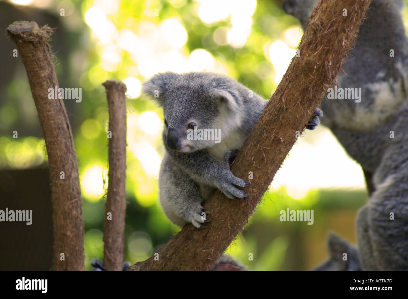 Baby koala hi-res stock photography and images - Alamy