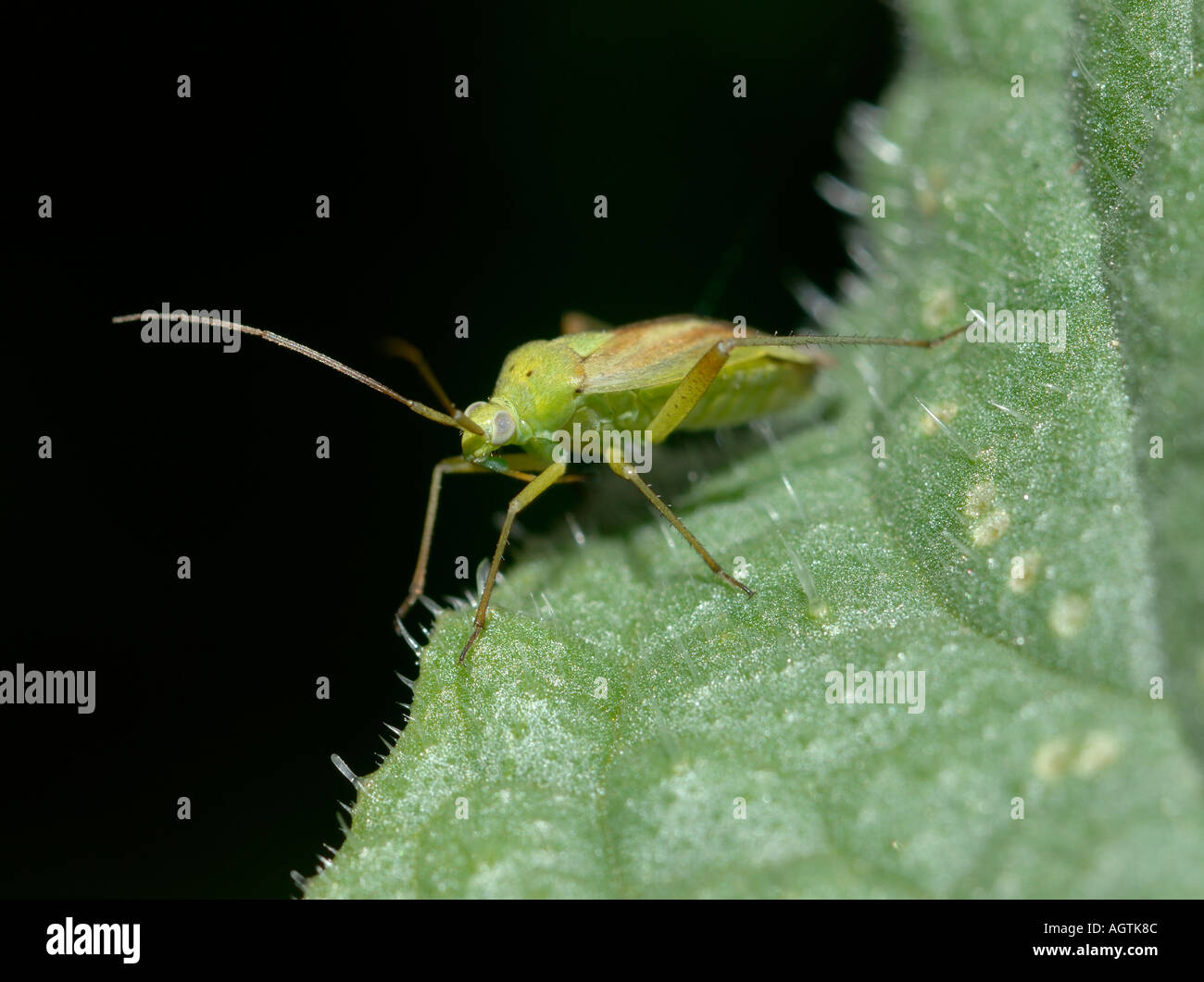 Common Green Capsid Lygocoris pabulinus side view on a hairy plant ...
