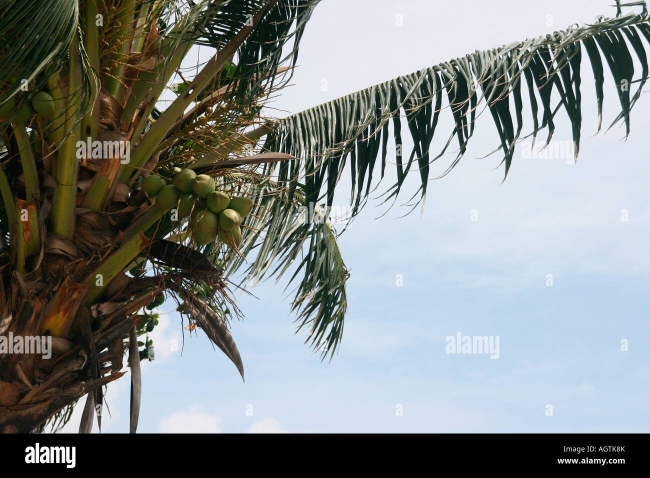 coconut tree nature background Stock Photo - Alamy