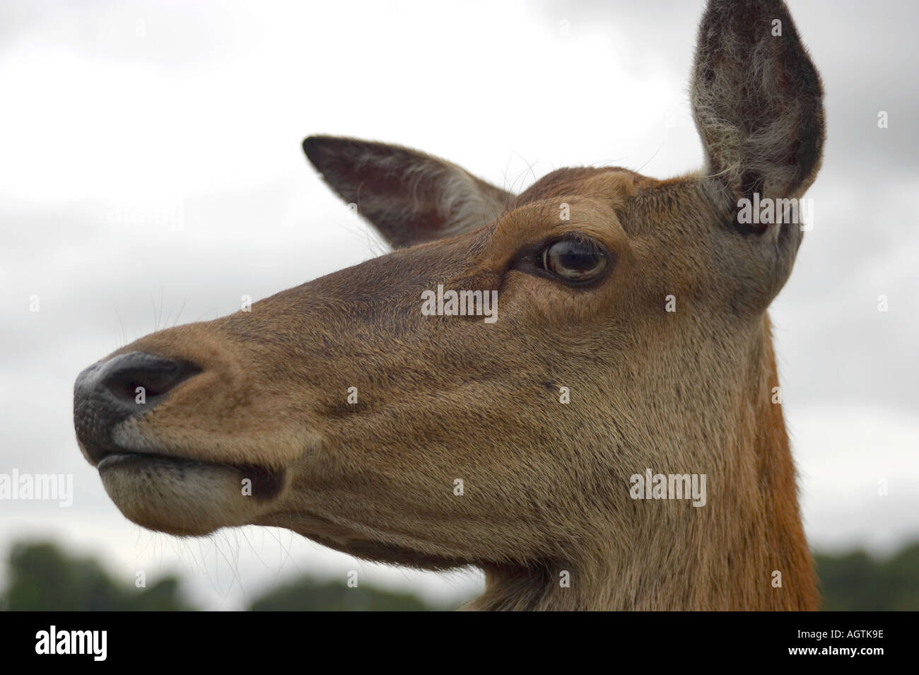 The head of a female Red Deer (Cervus elaphus) in profile with a ...