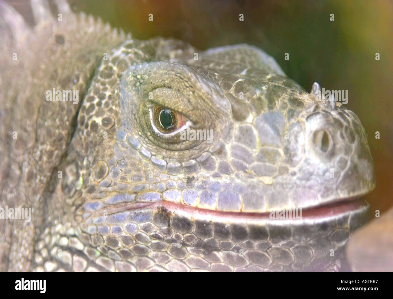 Close up of "Green Iguana Stock Photo - Alamy