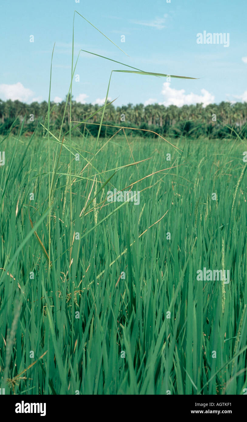 Bakanae or foolish disease (Gibberella fujikuroi) elongating rice ...