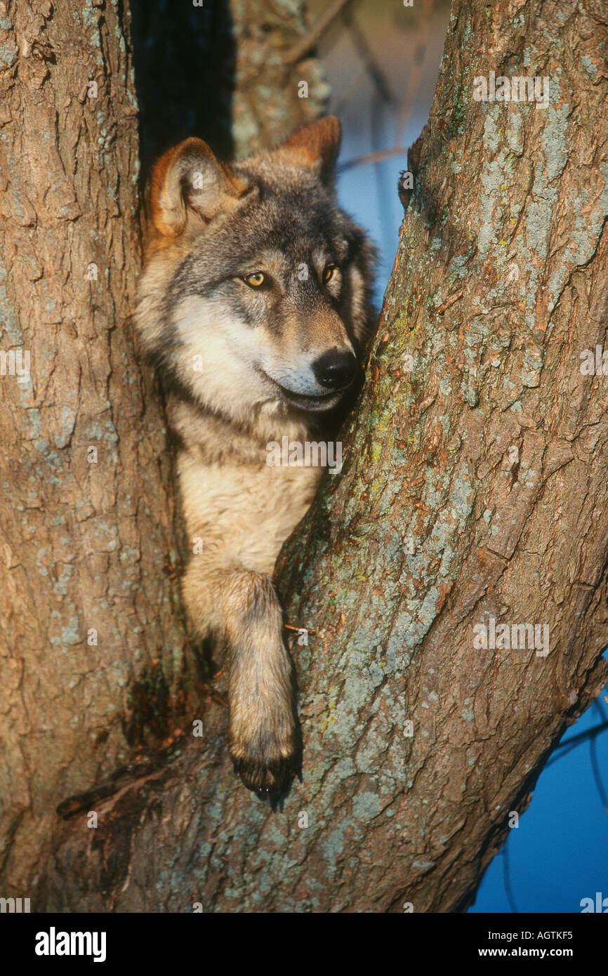 Gray Timber Wolf Canis lupus climbing tree Stock Photo - Alamy