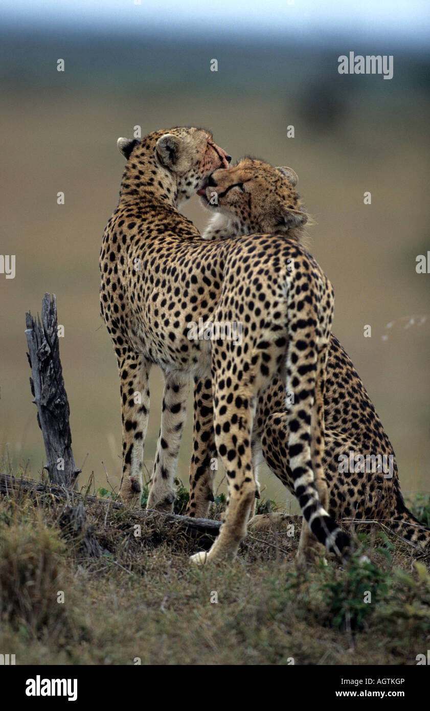 cheetah cheetahs africa savannah animal animals wildcats wildcat big ...