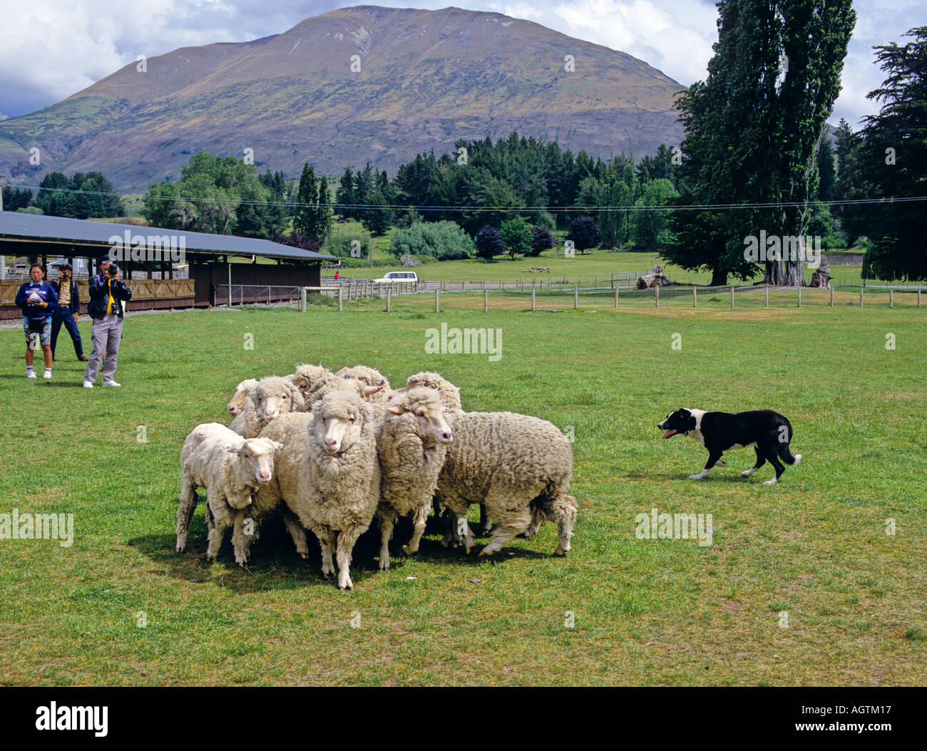 Sheep farm by the lake Wakatipu Queenstown New Zealand Stock Photo - Alamy