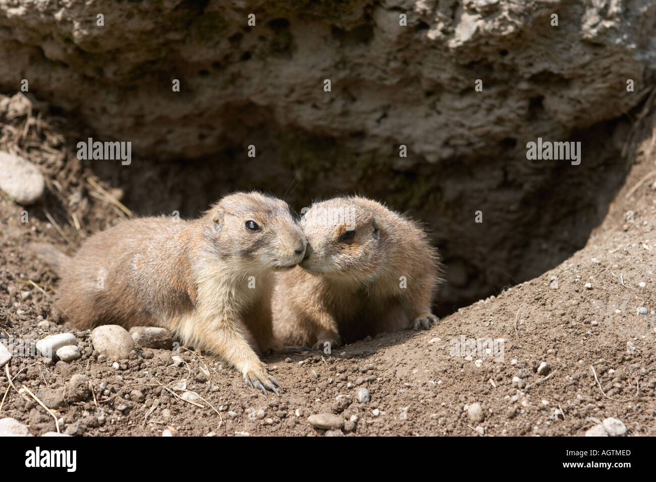 Prairie dogs kiss hi-res stock photography and images - Alamy