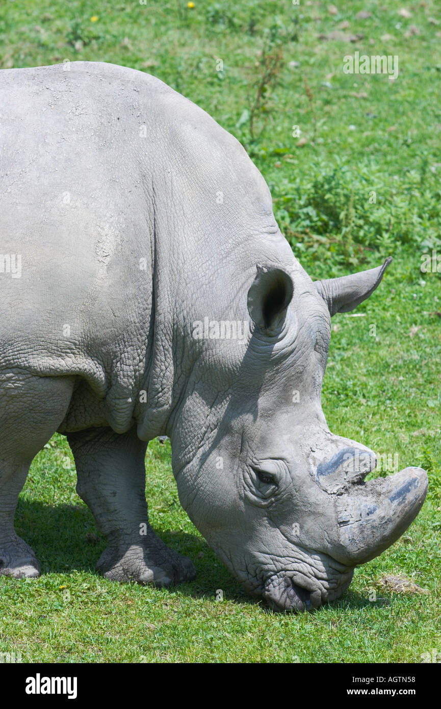 Closeup white rhinoceros square hi-res stock photography and images - Alamy