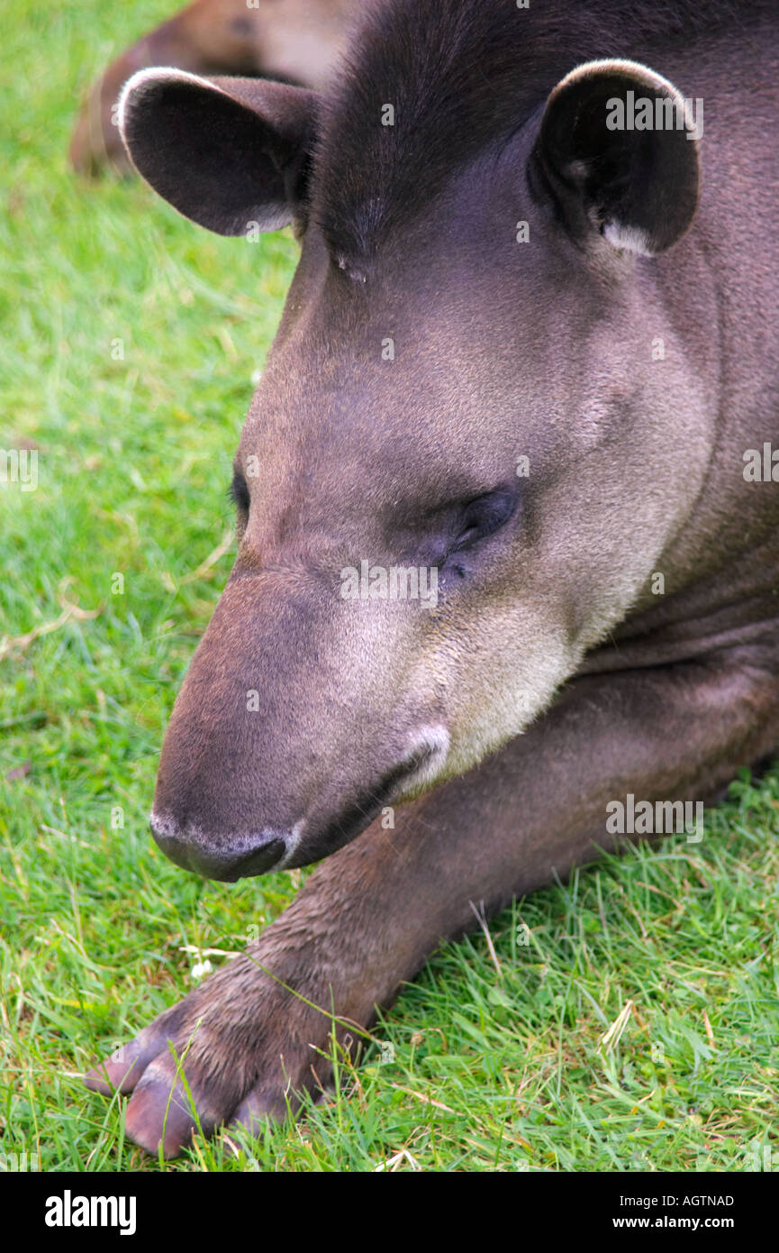 Amazonian tapir hi-res stock photography and images - Alamy