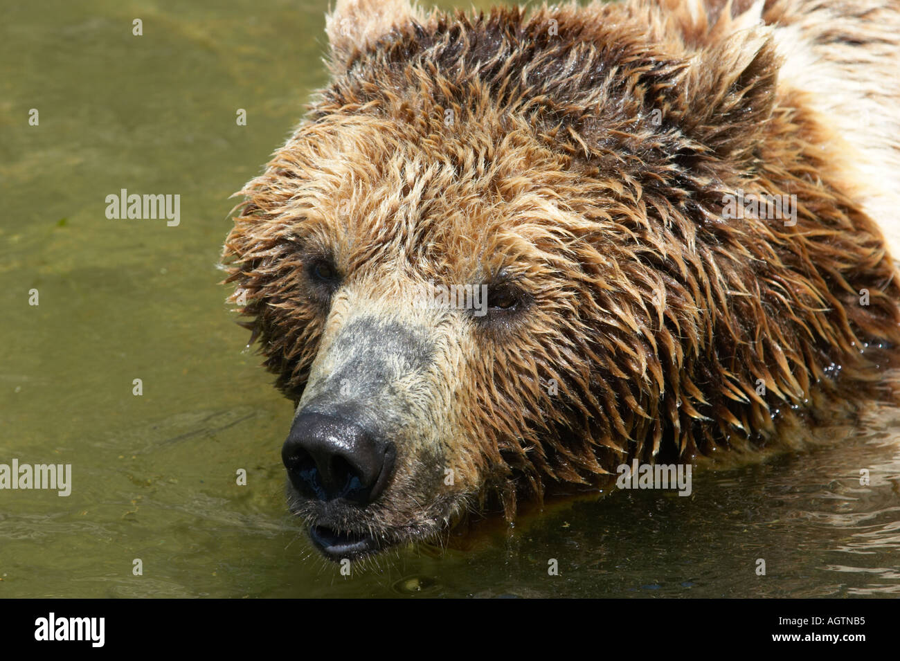 Zoo Austria Hellbrunn High Resolution Stock Photography and Images - Alamy
