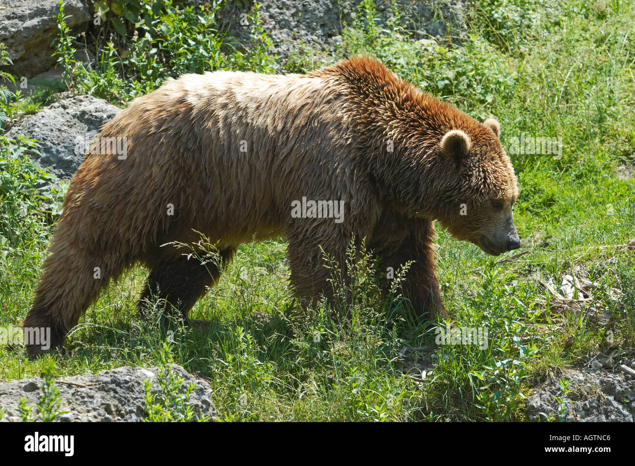 Brown bear (Ursus arctos) at Hellbrunn zoo. Salzburg, Austria Stock ...