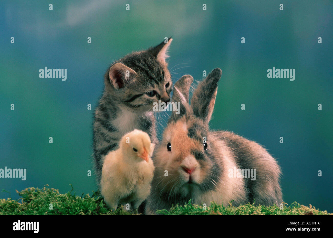 Chick kitten and rabbit hi-res stock photography and images - Alamy