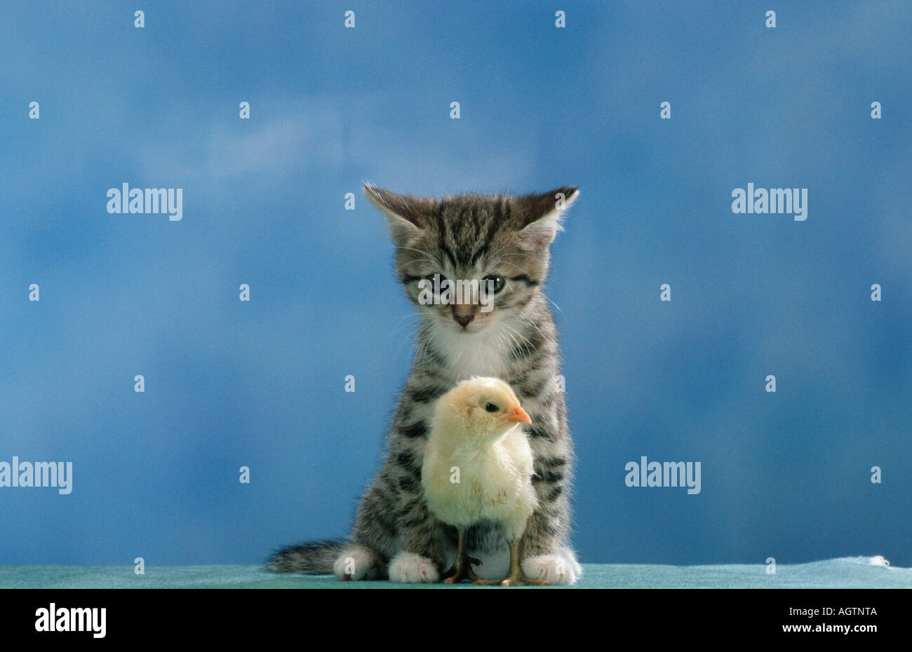 Chick and kitten Stock Photo - Alamy