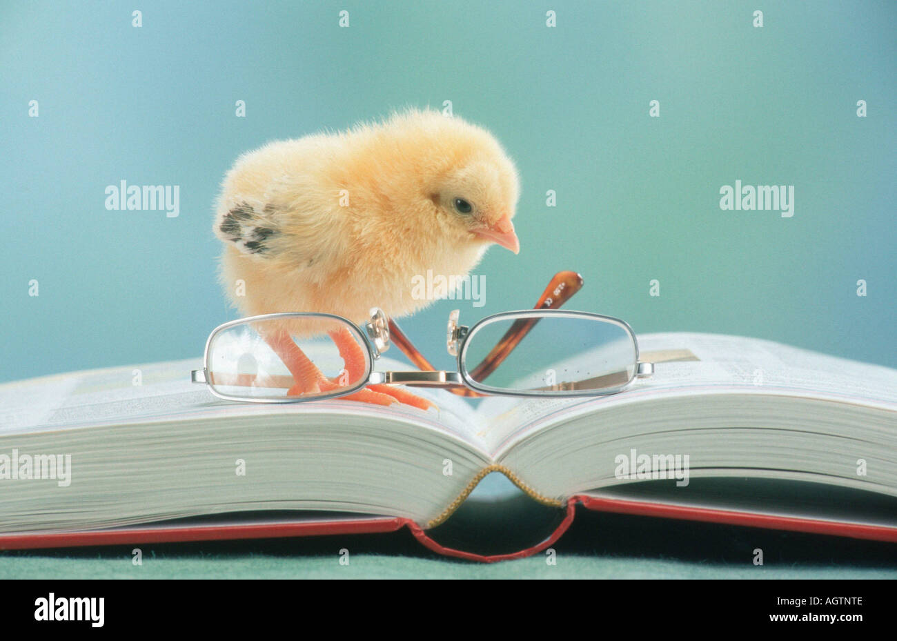 Chick on open book Stock Photo - Alamy