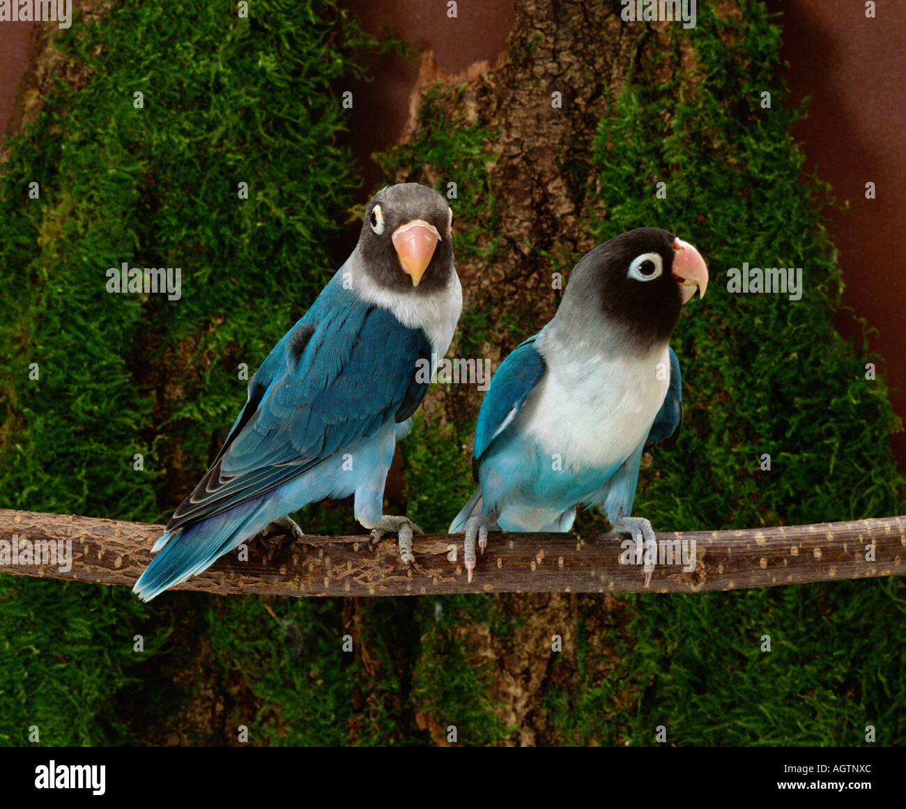 Cobalt Masked Lovebird