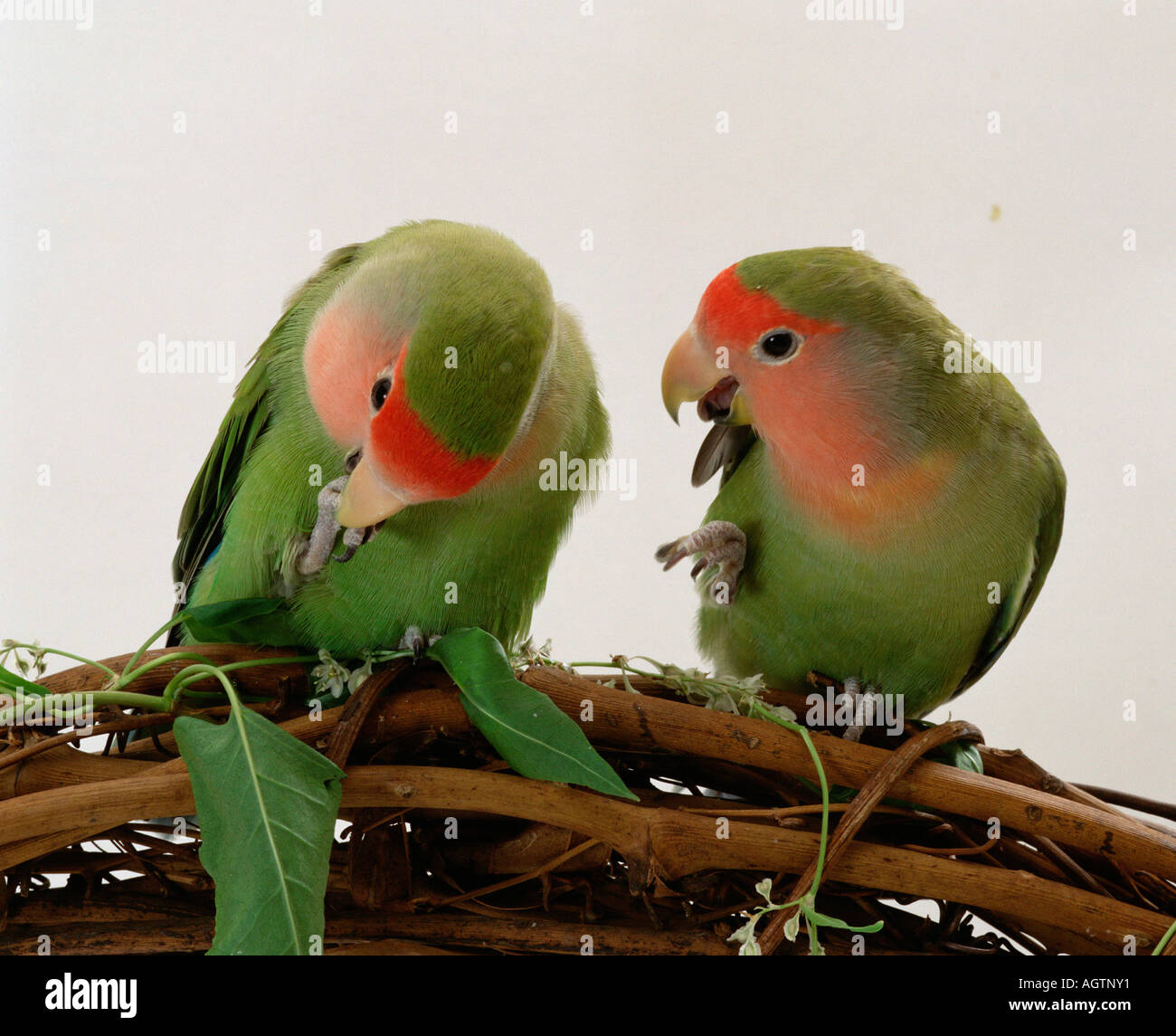 Peach faced lovebirds hi-res stock photography and images - Alamy
