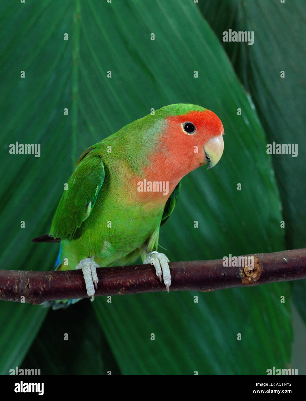 Peach faced hi-res stock photography and images - Alamy