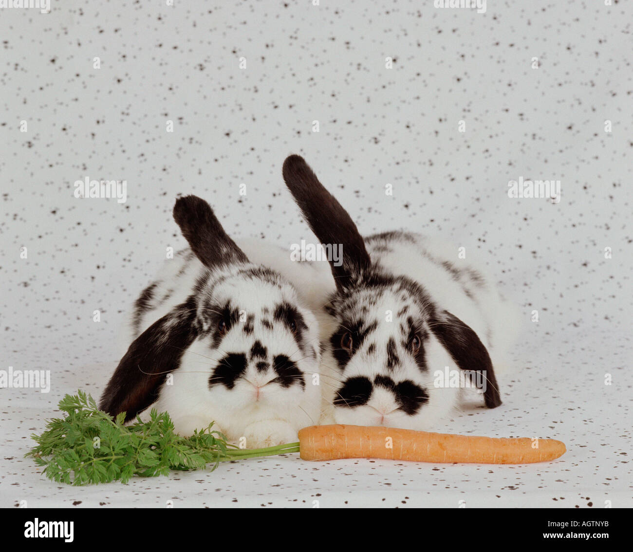 Black white lop eared rabbit hi-res stock photography and images - Alamy