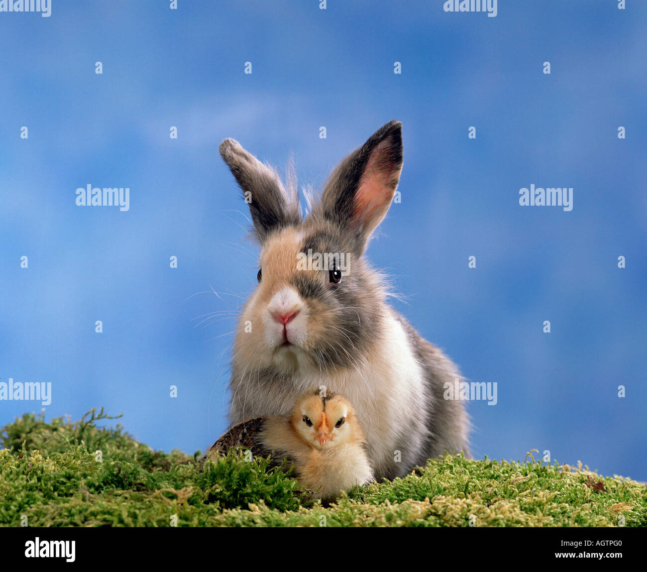 Chick and rabbit Stock Photo - Alamy