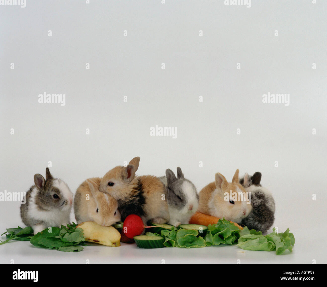 Six rabbits hi-res stock photography and images - Alamy