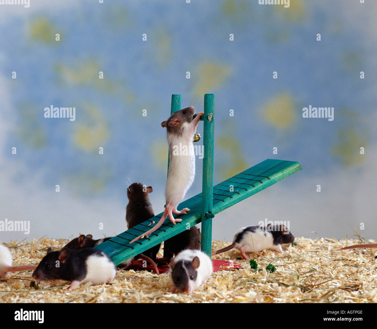 Rats playing hi-res stock photography and images - Alamy