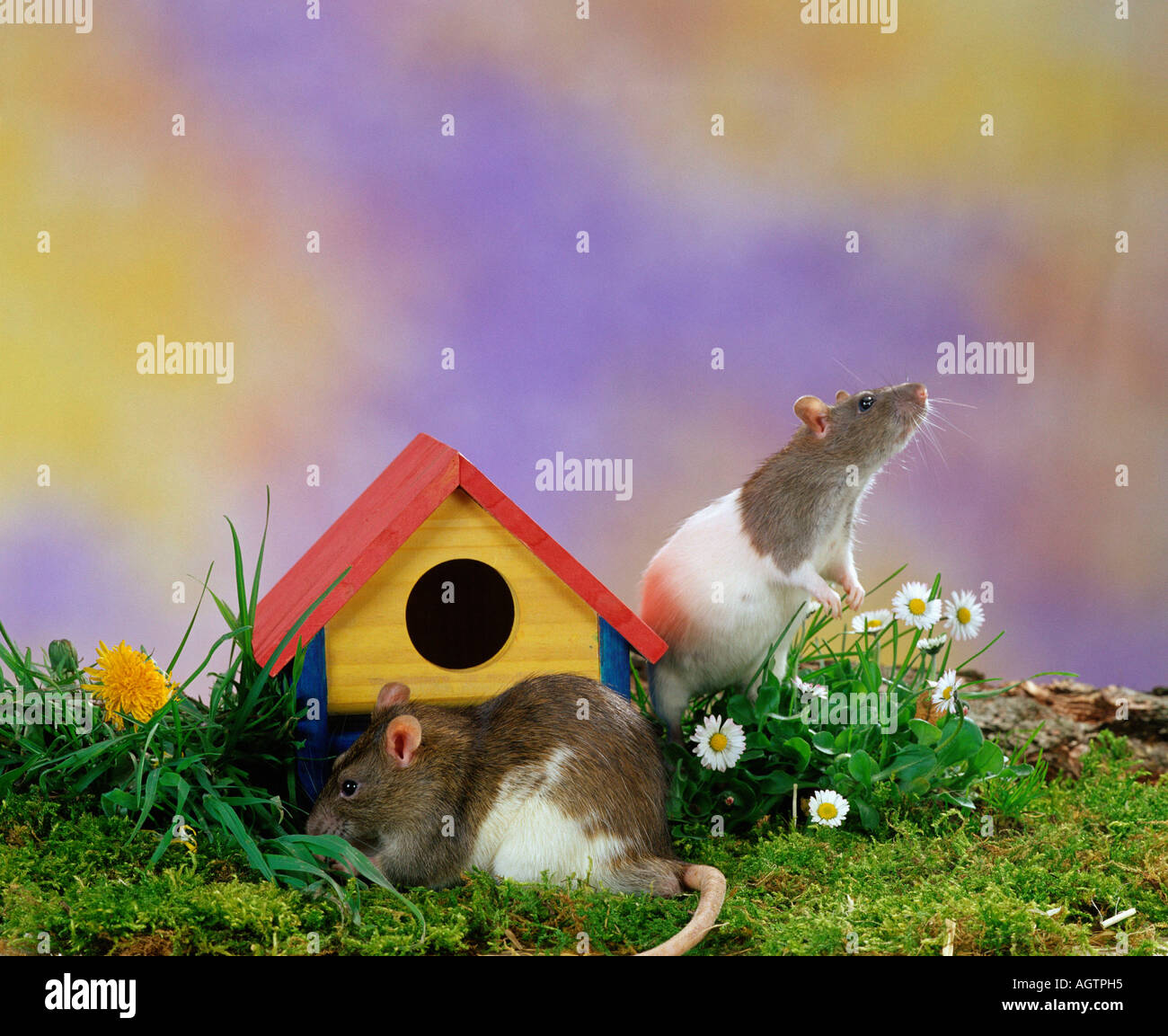 Rat pair hi-res stock photography and images - Alamy