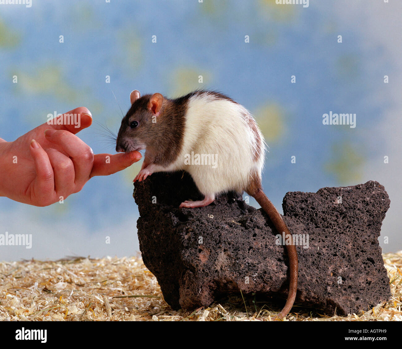 Pet rat sniffing hi-res stock photography and images - Alamy