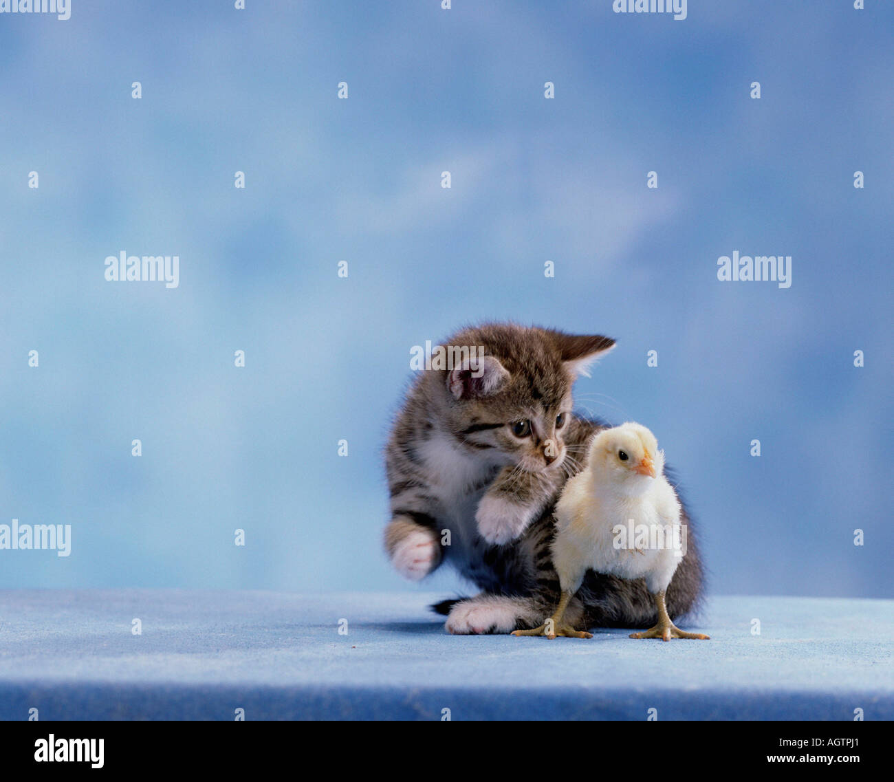 Chick and kitten Stock Photo - Alamy