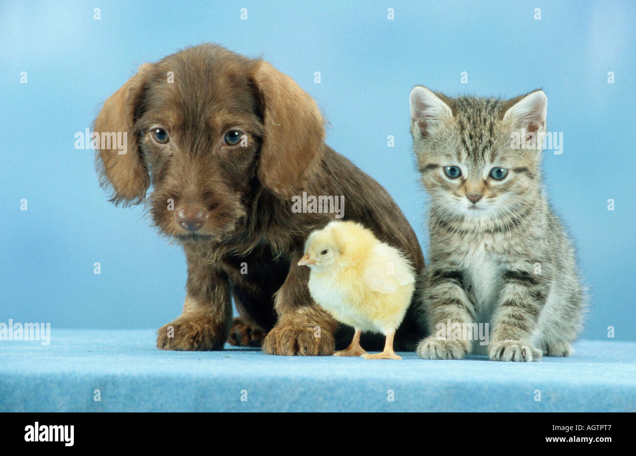 Kitten puppy chick hi-res stock photography and images - Alamy