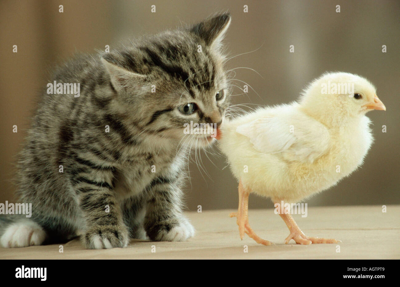 Kittens sniffing hi-res stock photography and images - Alamy