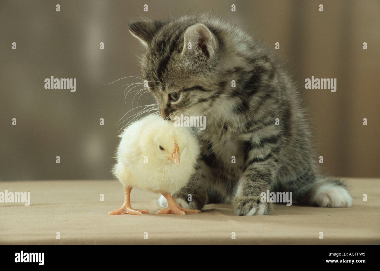 Kitten and chick Stock Photo - Alamy