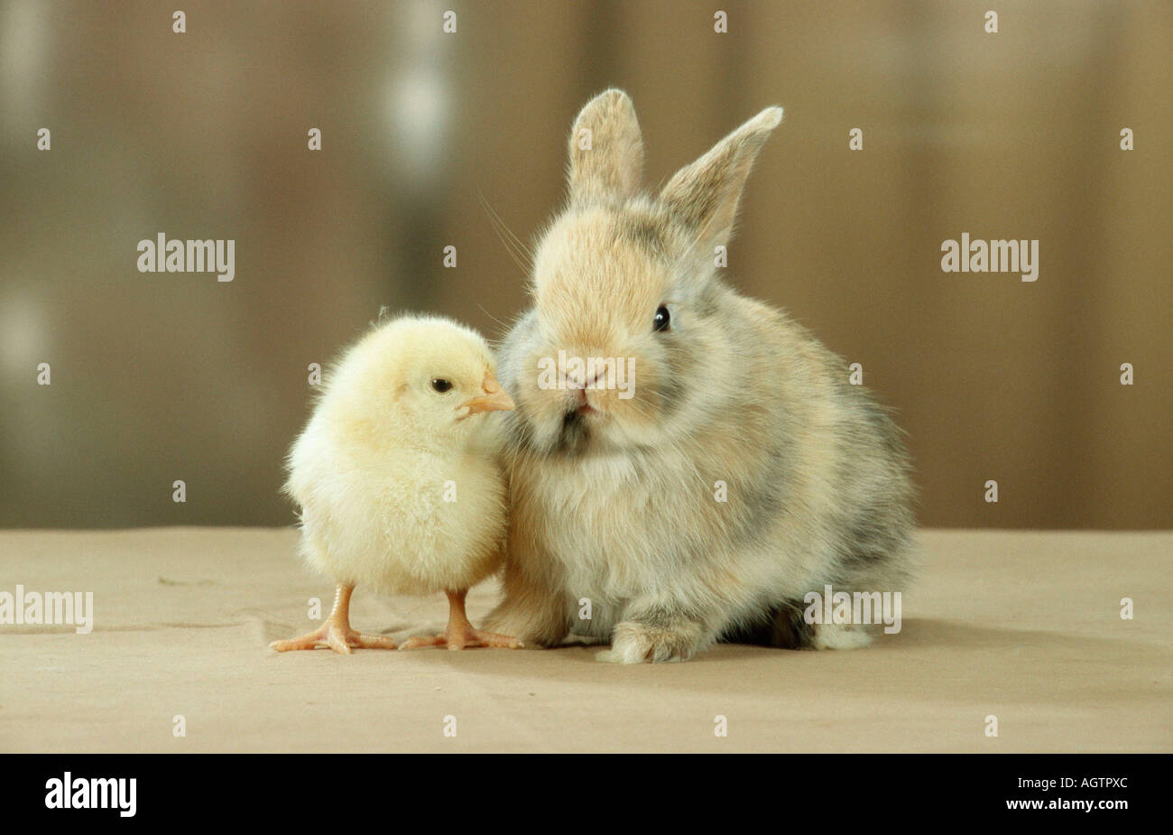 Chick and rabbit Stock Photo - Alamy