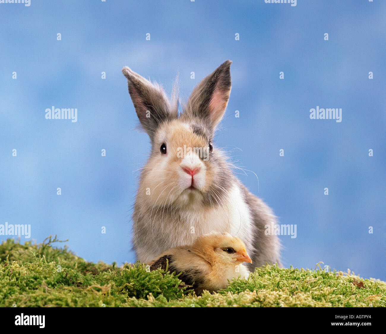 Rabbit bird hi-res stock photography and images - Alamy