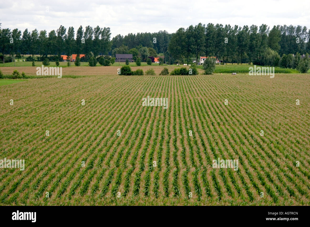 Corn crop in the southern Netherlands Stock Photo - Alamy