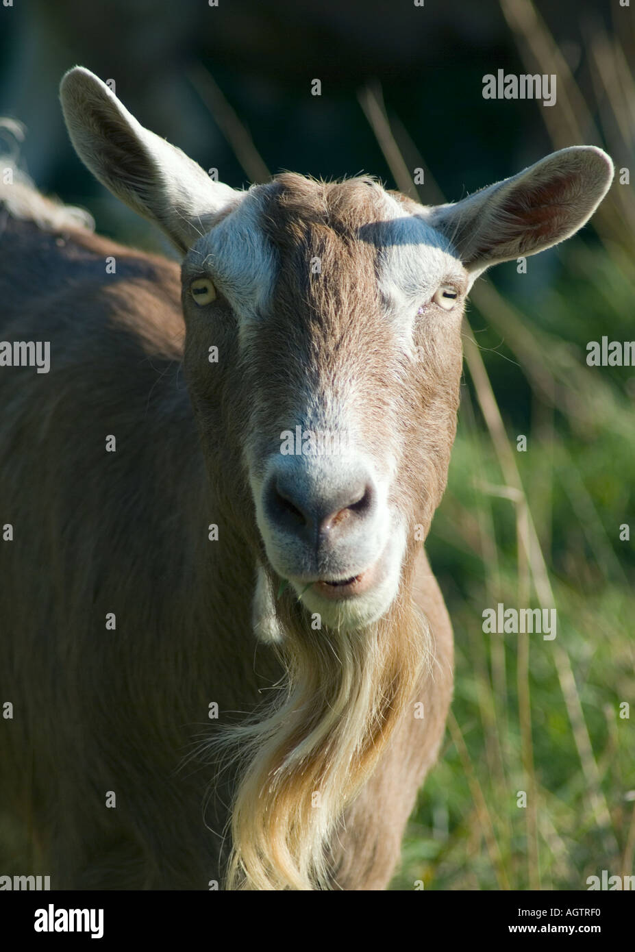 Goat beard hi-res stock photography and images - Alamy