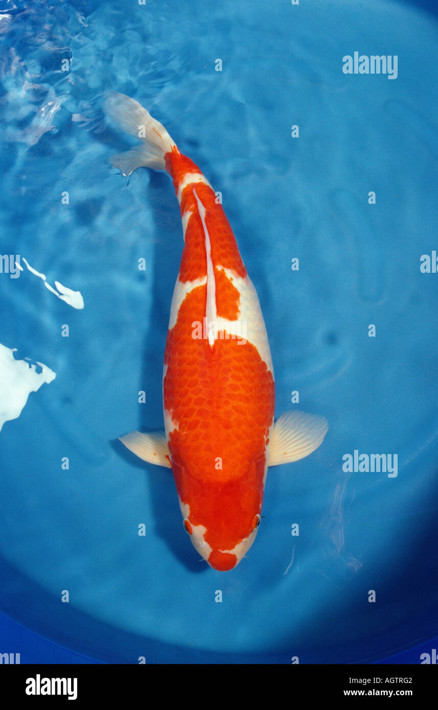 Koi / Kohaku Stock Photo - Alamy
