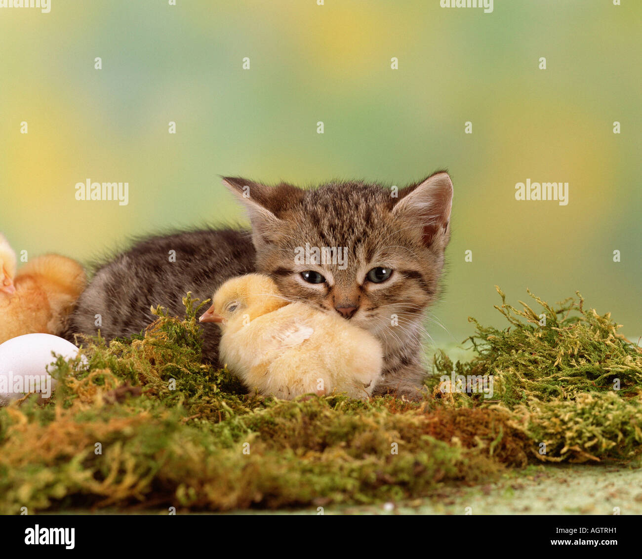 Chick domestic fowl kitten hi-res stock photography and images - Alamy