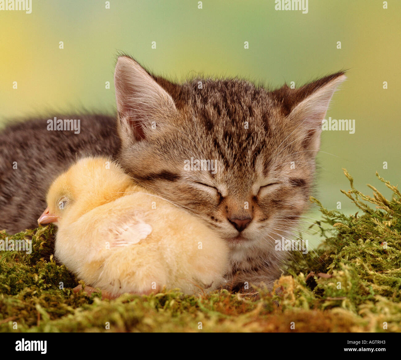 Kitten and chick Stock Photo - Alamy