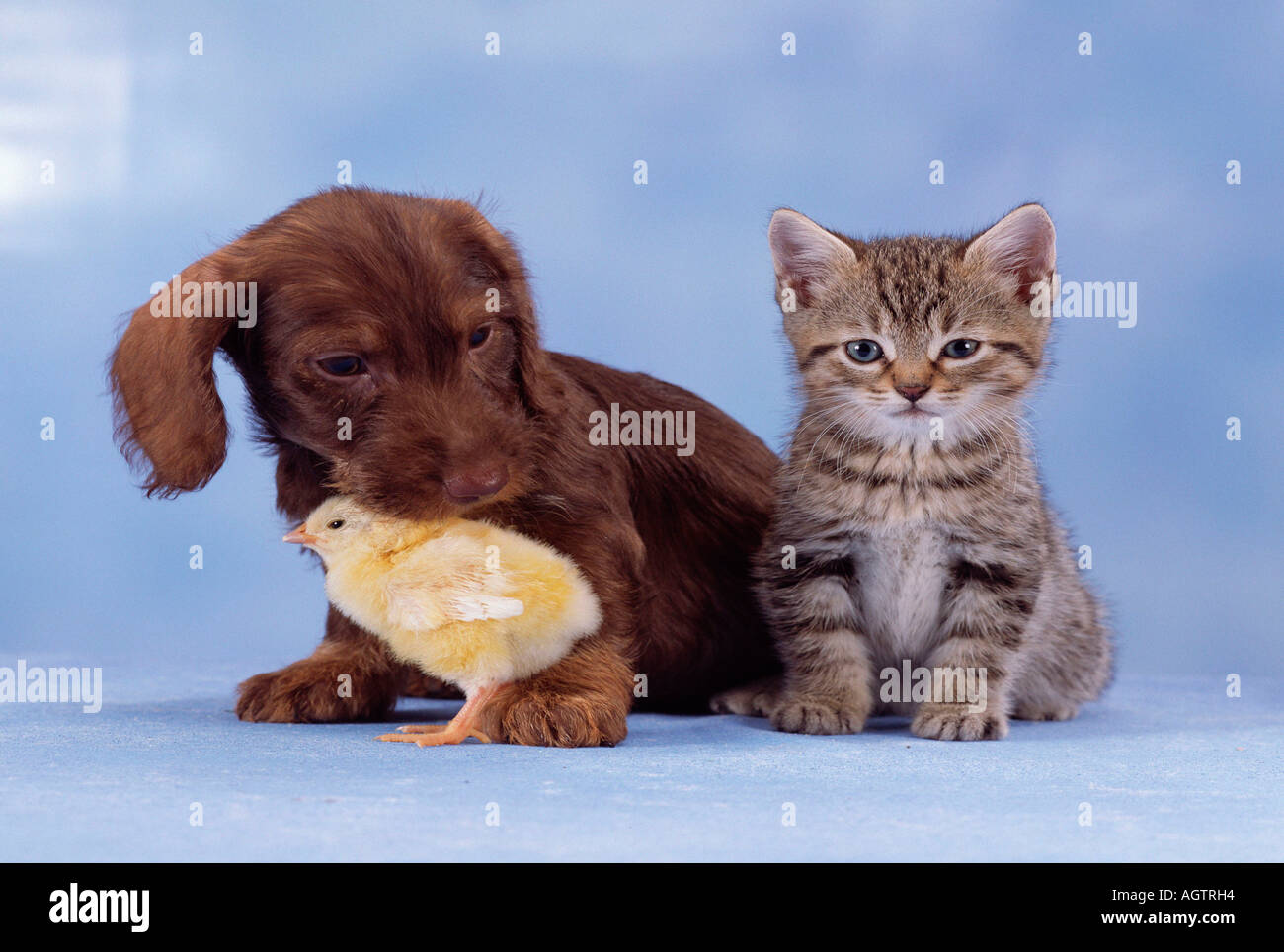 Kitten puppy chick hi-res stock photography and images - Alamy