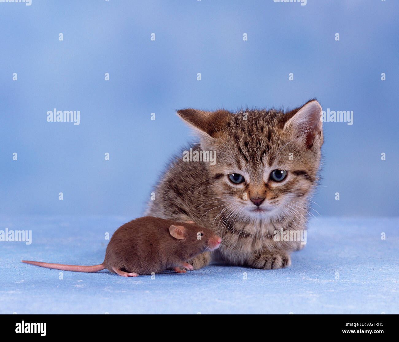 Cat and Mouse Stock Photo - Alamy